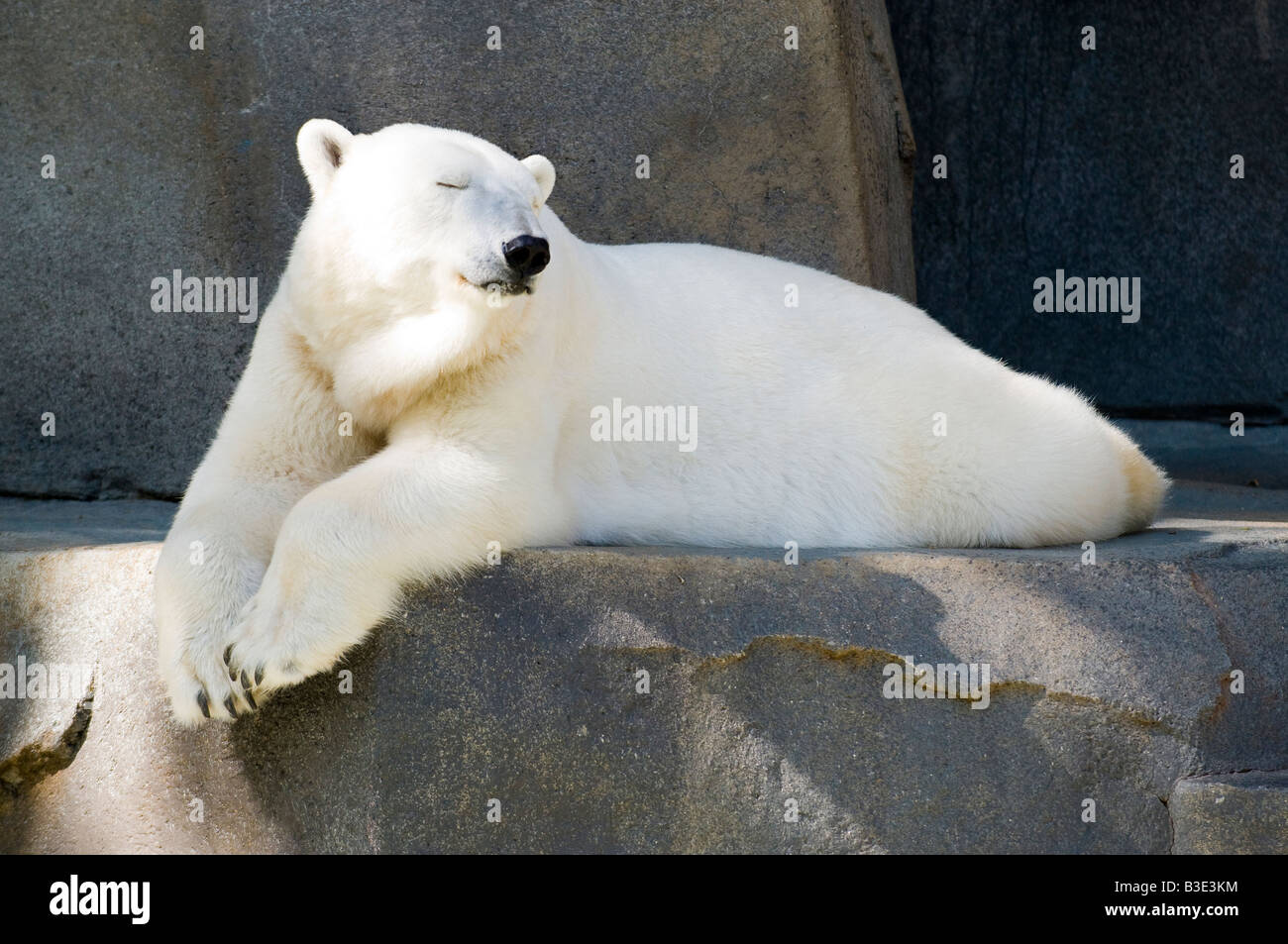 Polar Bear Body Language Stock Photo - Alamy