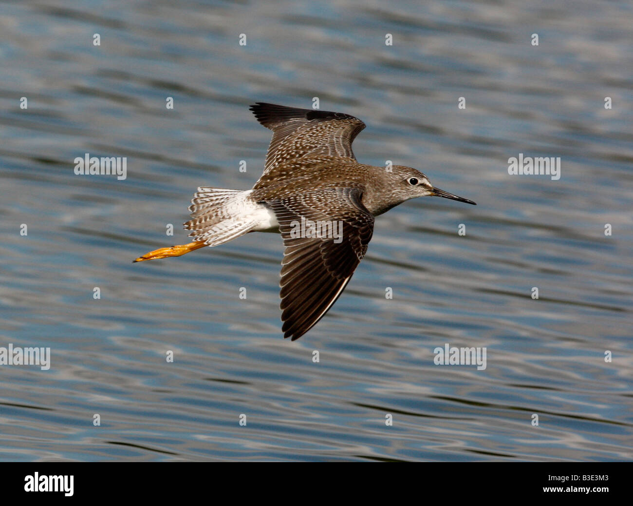 Lesser yellowlegs Tringa flavipes New York USA flight Stock Photo - Alamy