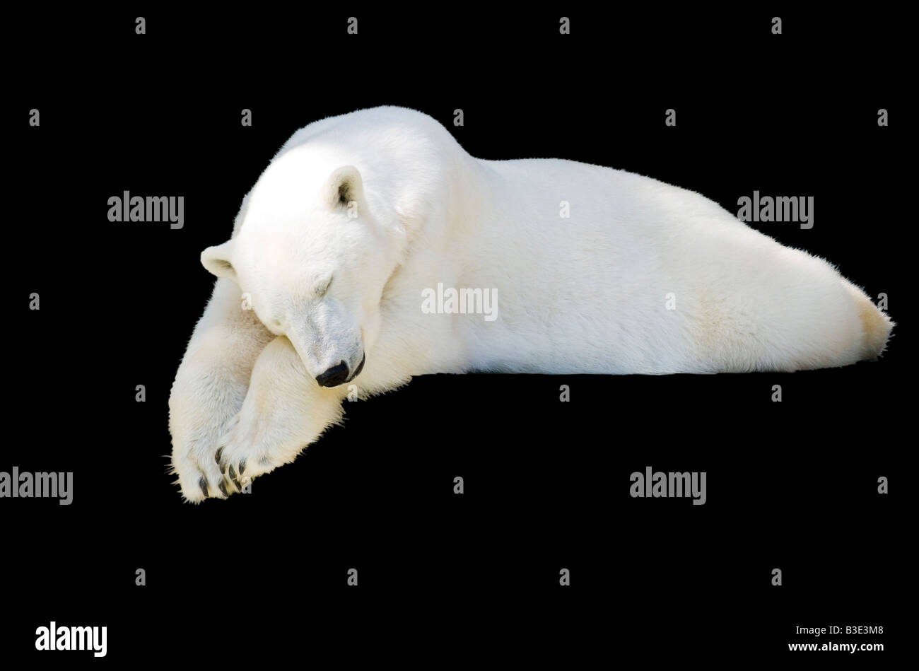 Polar bear cut out hi-res stock photography and images - Alamy