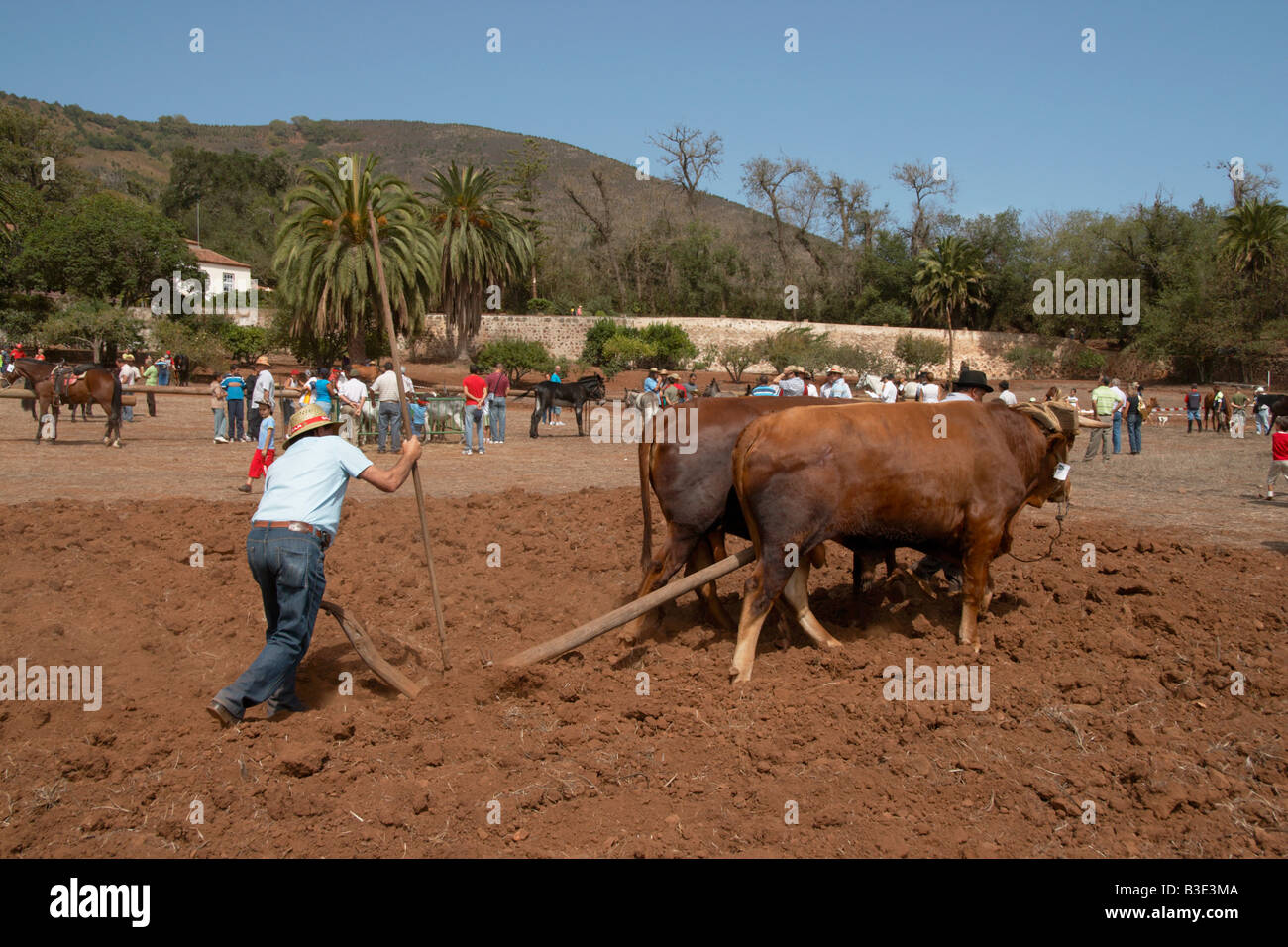 Spanish farmer plowing with bulls and wooden plough at agricultural ...