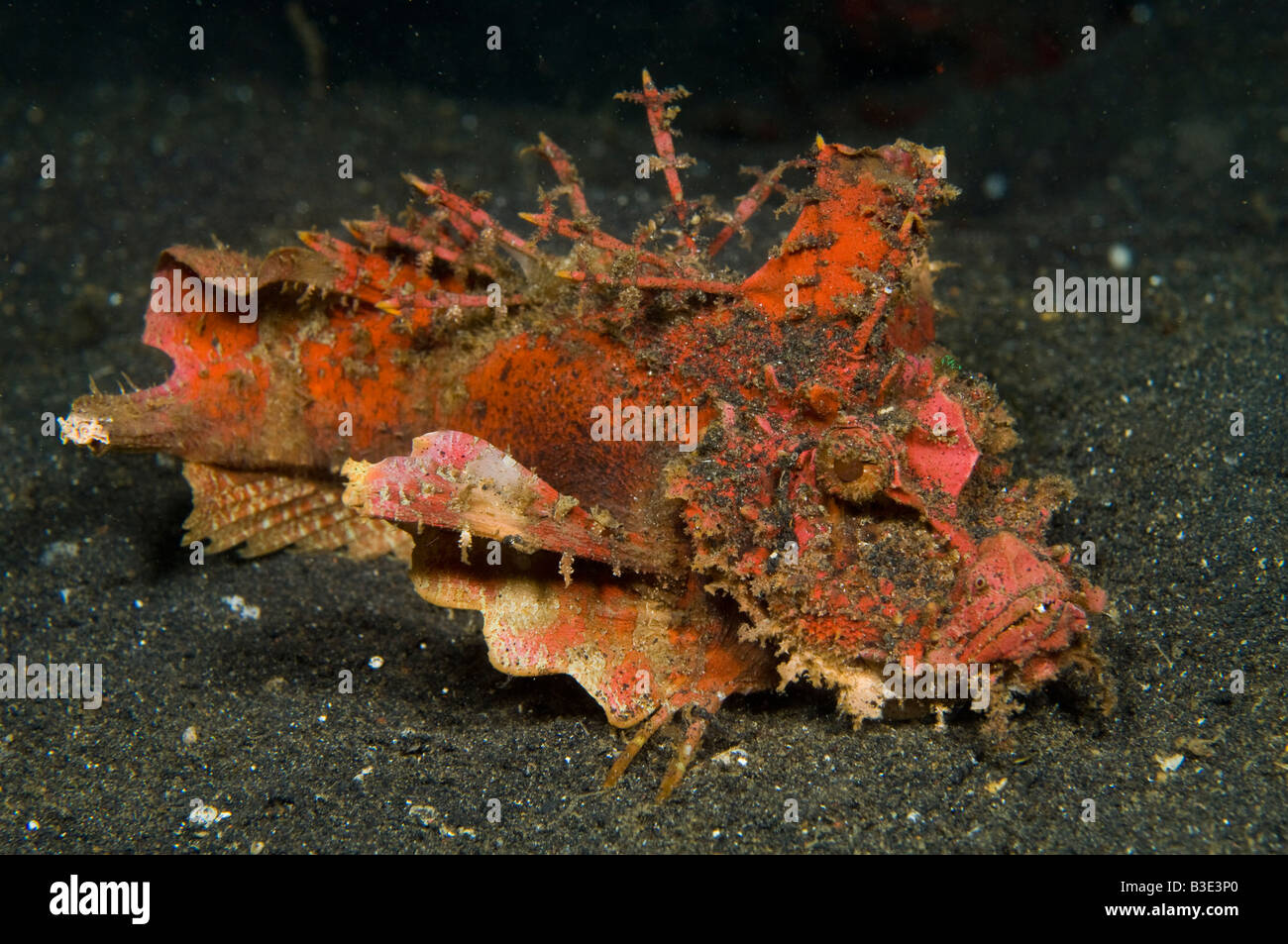 Spiny devilfish hi-res stock photography and images - Alamy