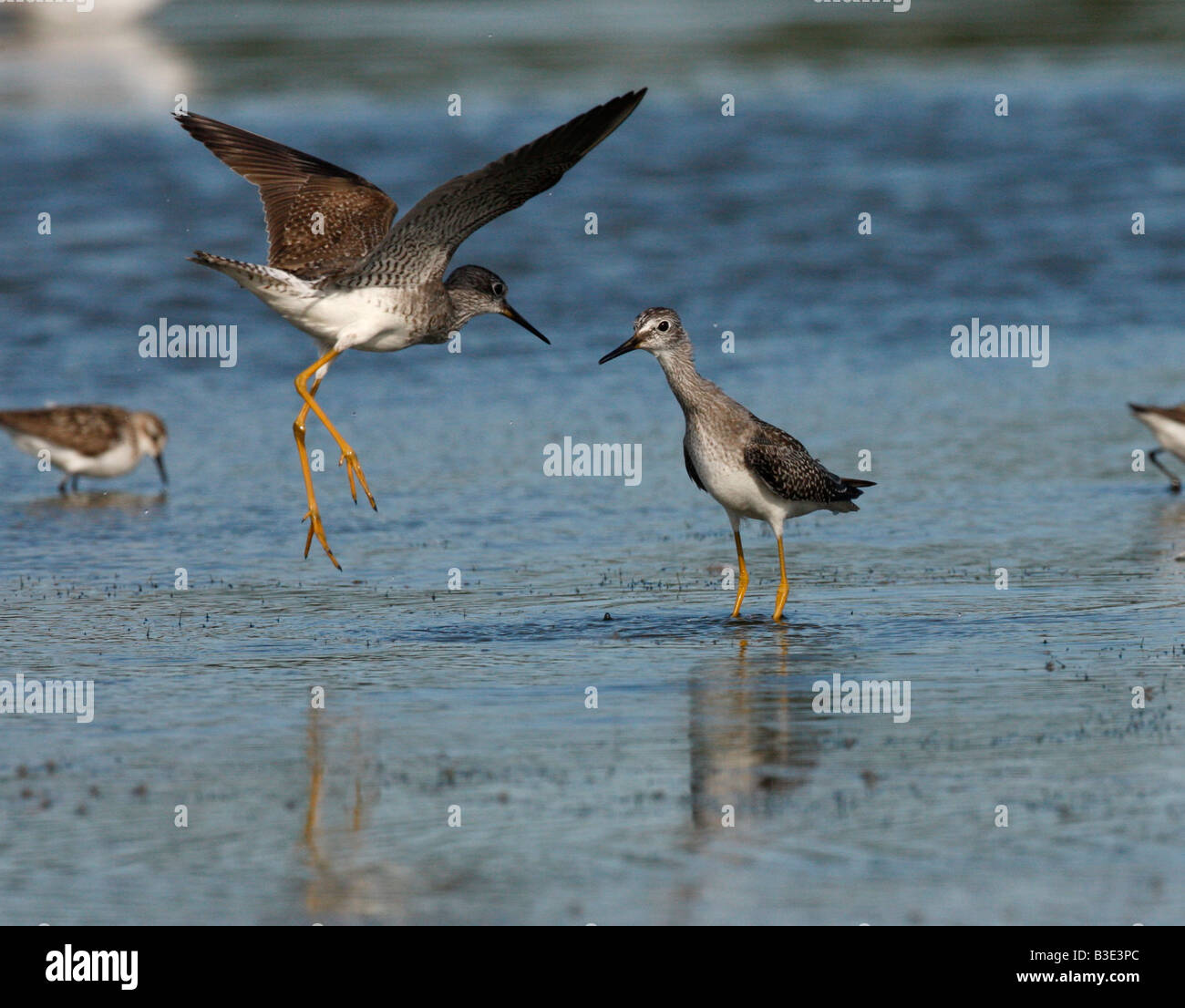 Lesser yellowlegs Tringa flavipes New York USA Stock Photo - Alamy