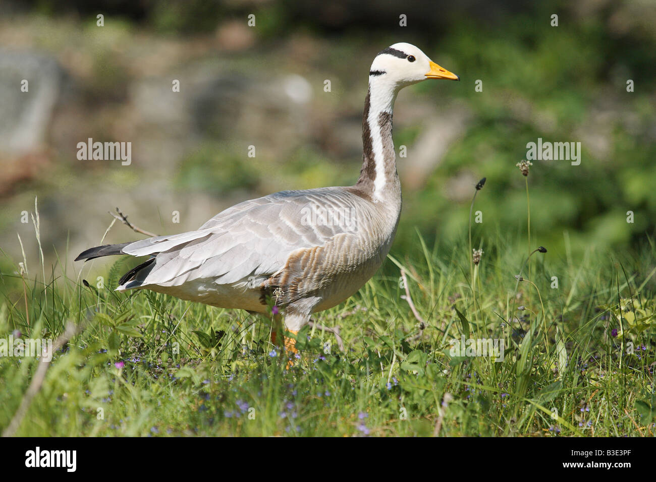 bar-headed goose - standing on meadow / Anser indicus Stock Photo - Alamy