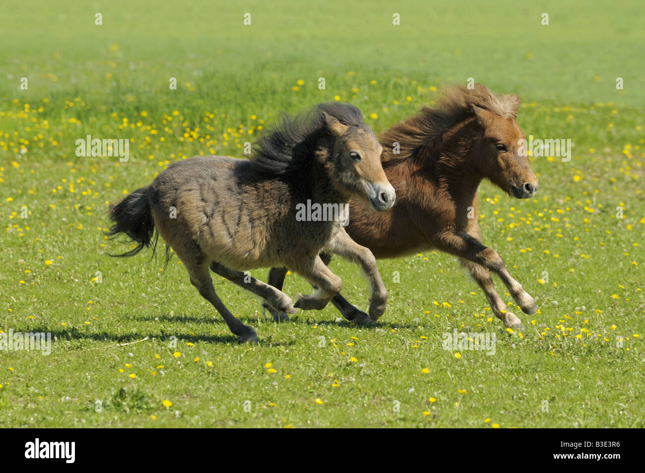 two young Shetland ponies - galloping Stock Photo - Alamy