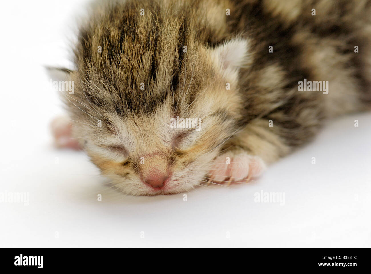 one day old kitten, Germany Stock Photo - Alamy
