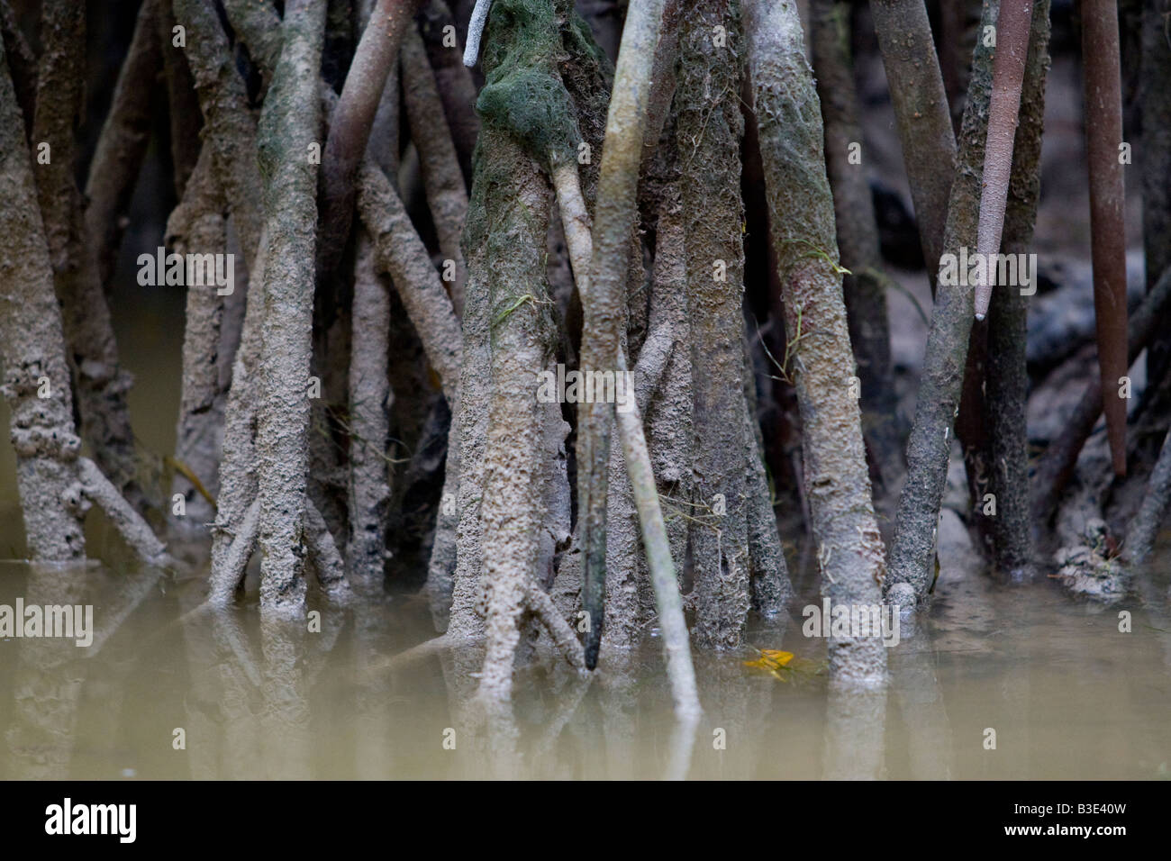 Swamp red mangrove rhizophora mangle hi-res stock photography and ...