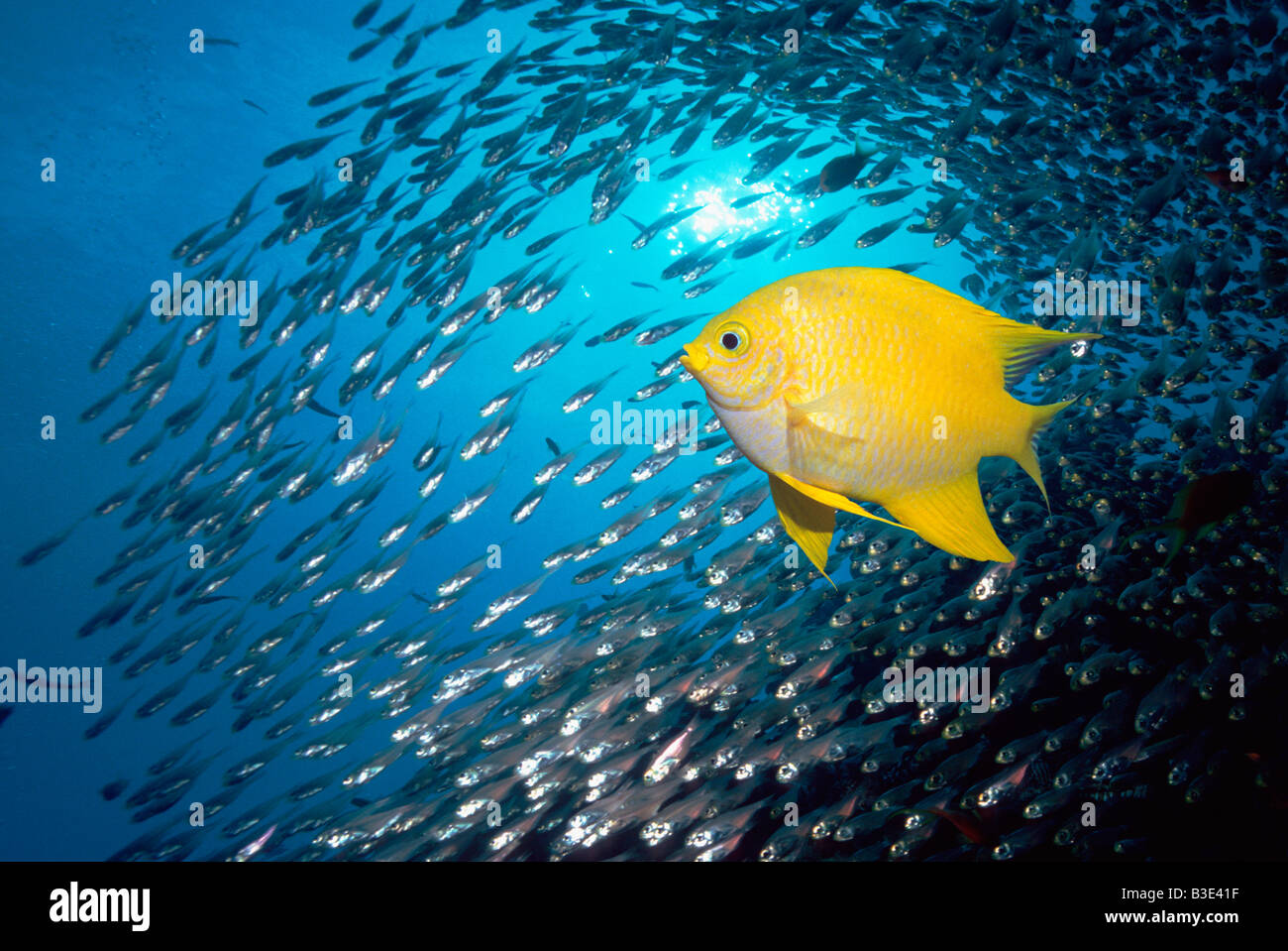 Golden damsel Amblyglyphidodon aureus with school of Pygmy sweepers ...