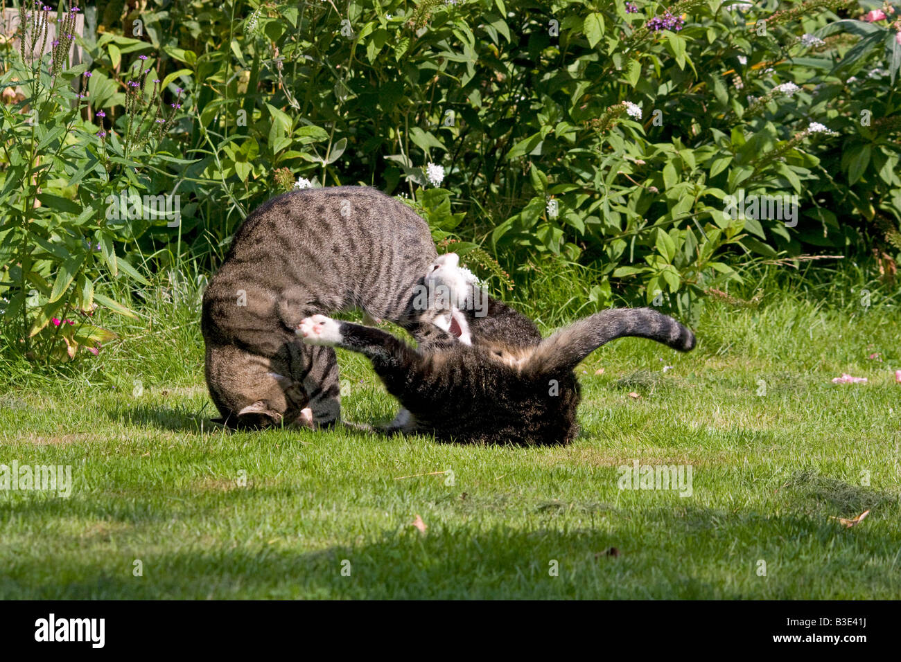 Domesticated cat hi-res stock photography and images - Alamy