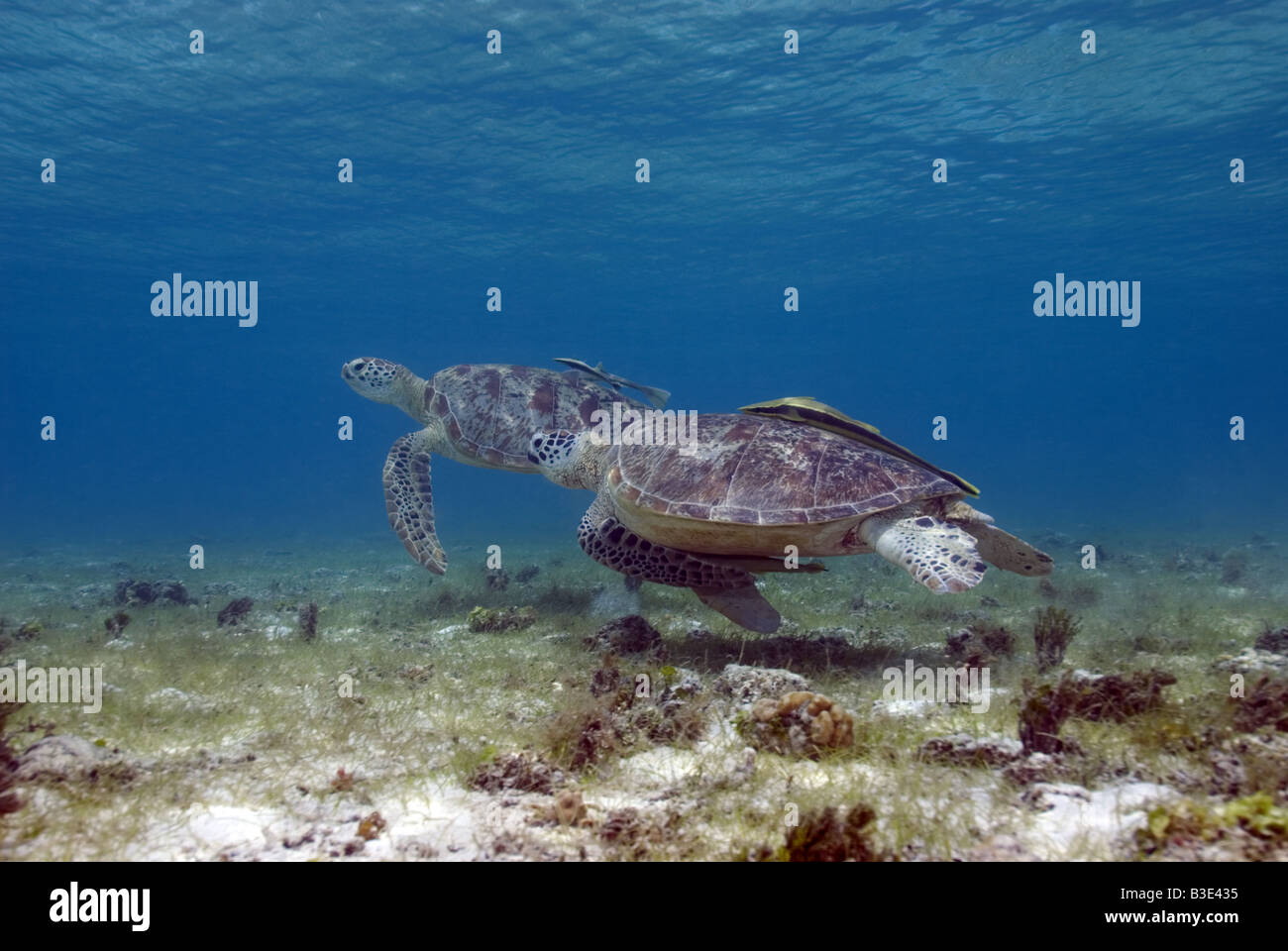 Friends swimming underwater together hi-res stock photography and ...