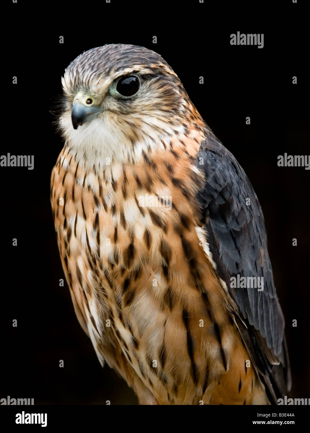 Male Merlin (Falco columbarius Stock Photo - Alamy
