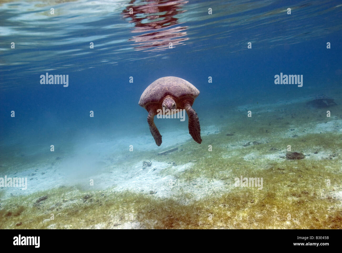 Turtle swimming over the seagrass bottom under water Stock Photo - Alamy