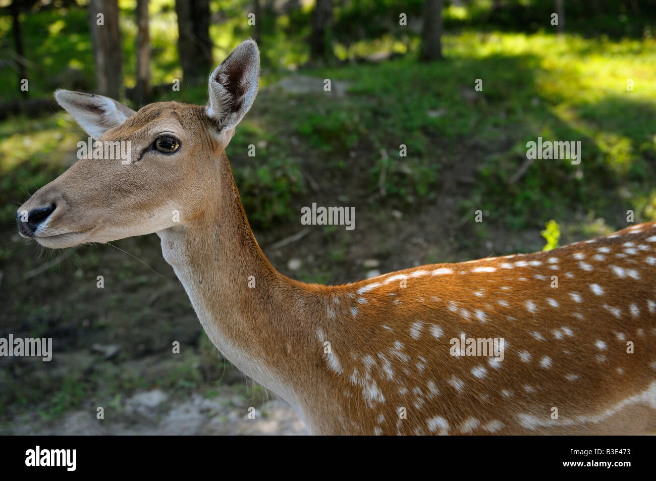 Spotted Fallow Deer doe close up in forest of Park Omega Quebec Stock ...