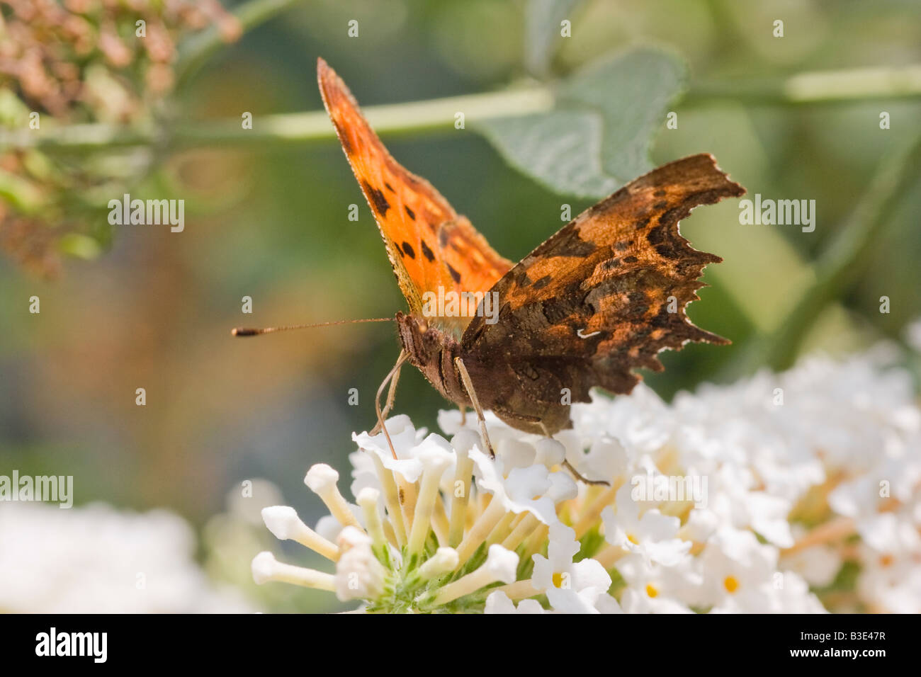A Comma butterfly Polygonia c album Stock Photo - Alamy