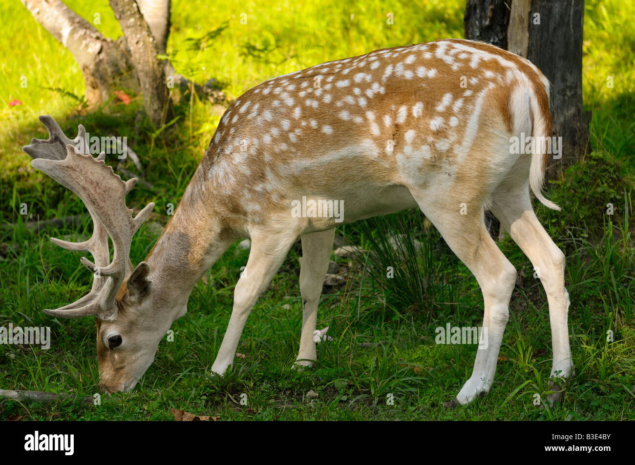 Spotted Fallow deer buck with antlers grazing in the shade at Park ...