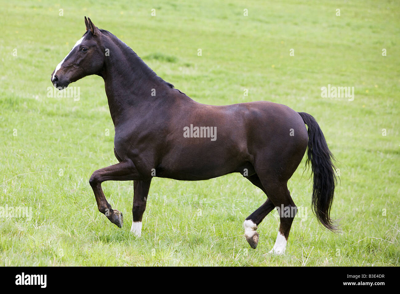 german riding horse - trotting on meadow Stock Photo - Alamy
