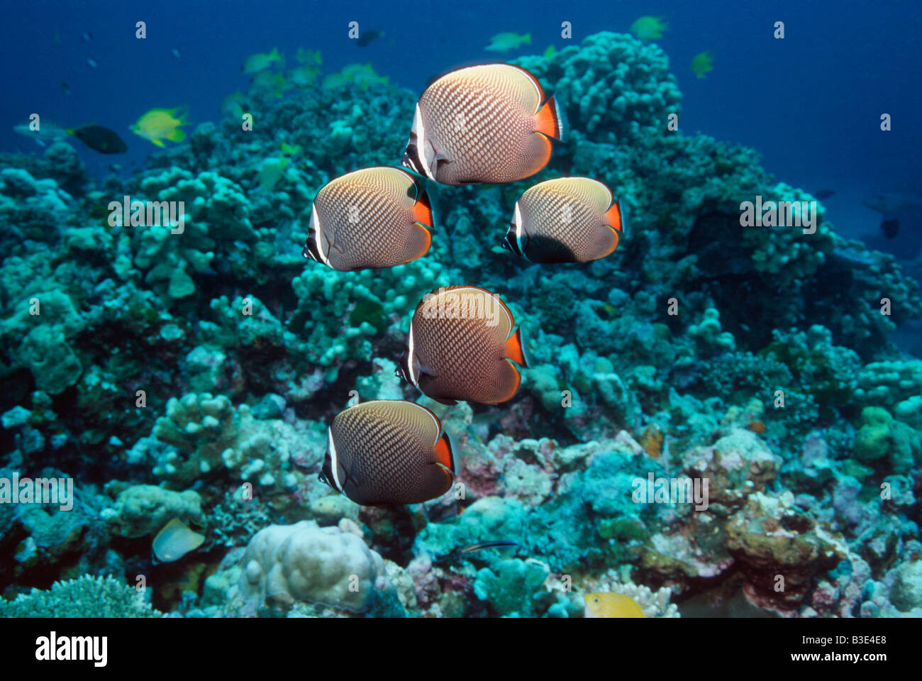 Redtail butterflyfish Chaetodon collare Andaman Sea Thailand Stock ...