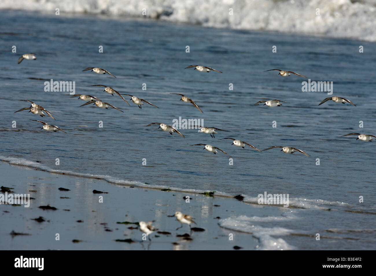 Sanderling Calidris alba New York USA summer flight Stock Photo - Alamy