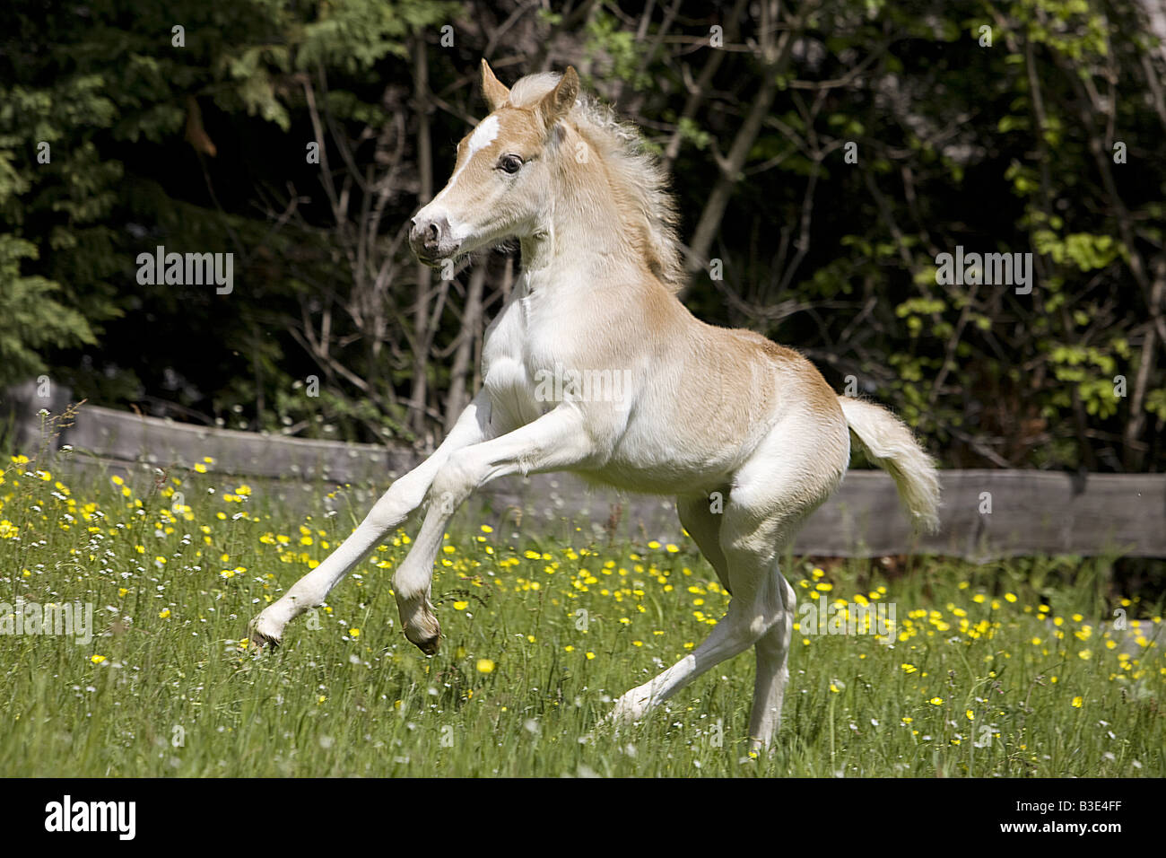haflinger foal - galloping on meadow Stock Photo - Alamy