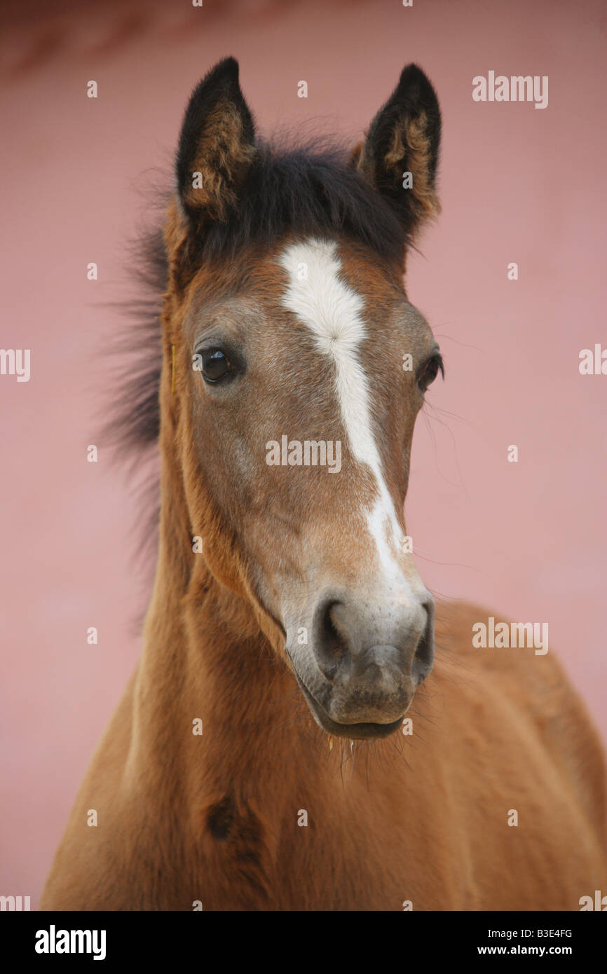 barb foal - portrait Stock Photo - Alamy