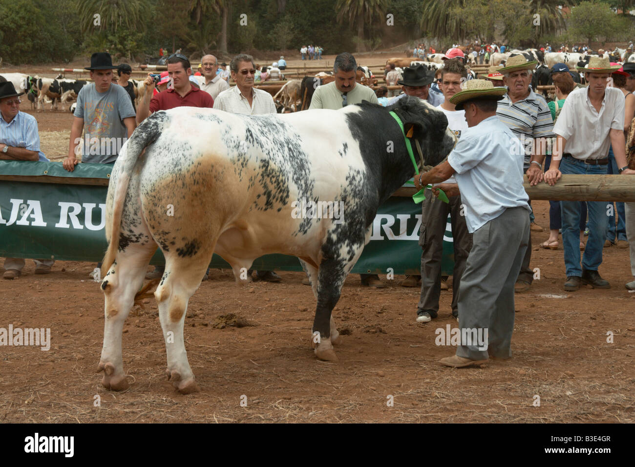 Placing third place ribbon on bull at agricultural show on Gran Canaria ...