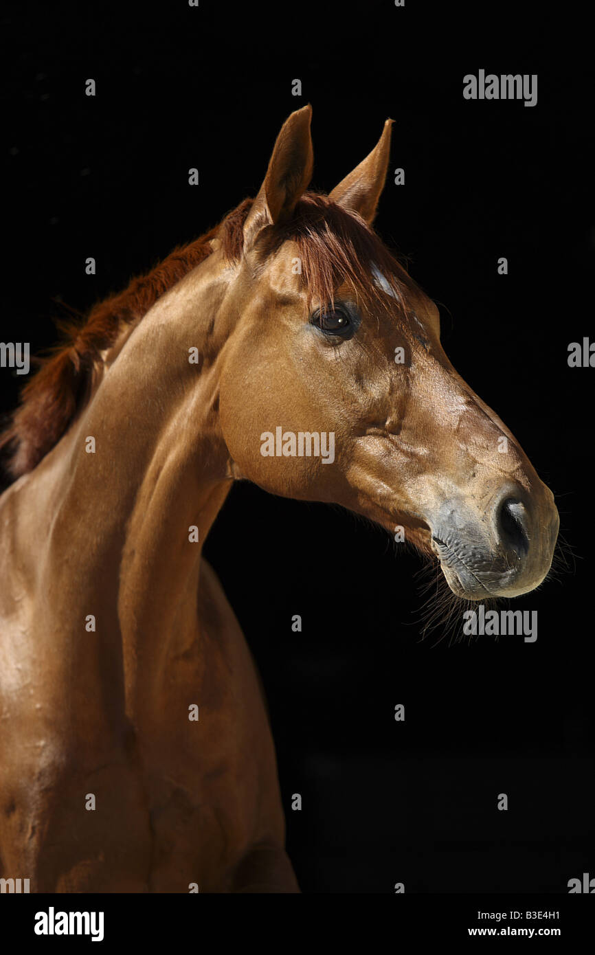 English thoroughbred horse hi-res stock photography and images - Alamy
