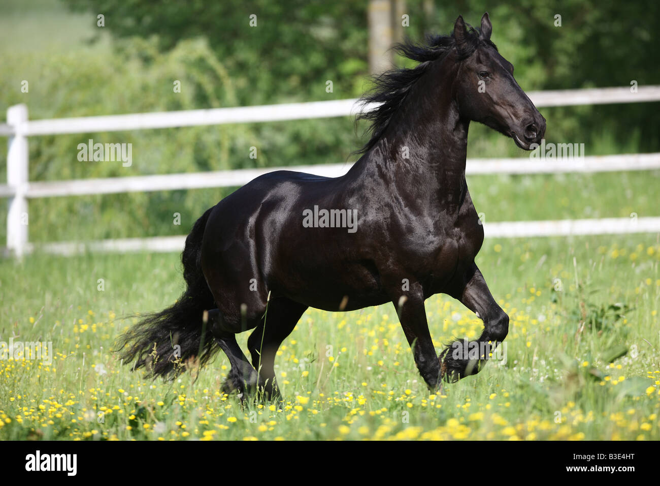 friesian horse - galloping on meadow Stock Photo - Alamy