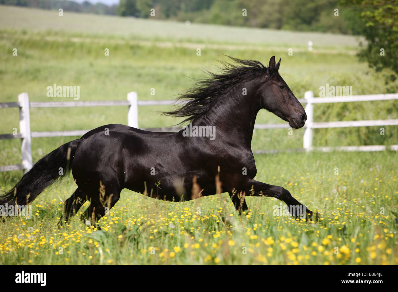 friesian horse - galloping on meadow Stock Photo - Alamy