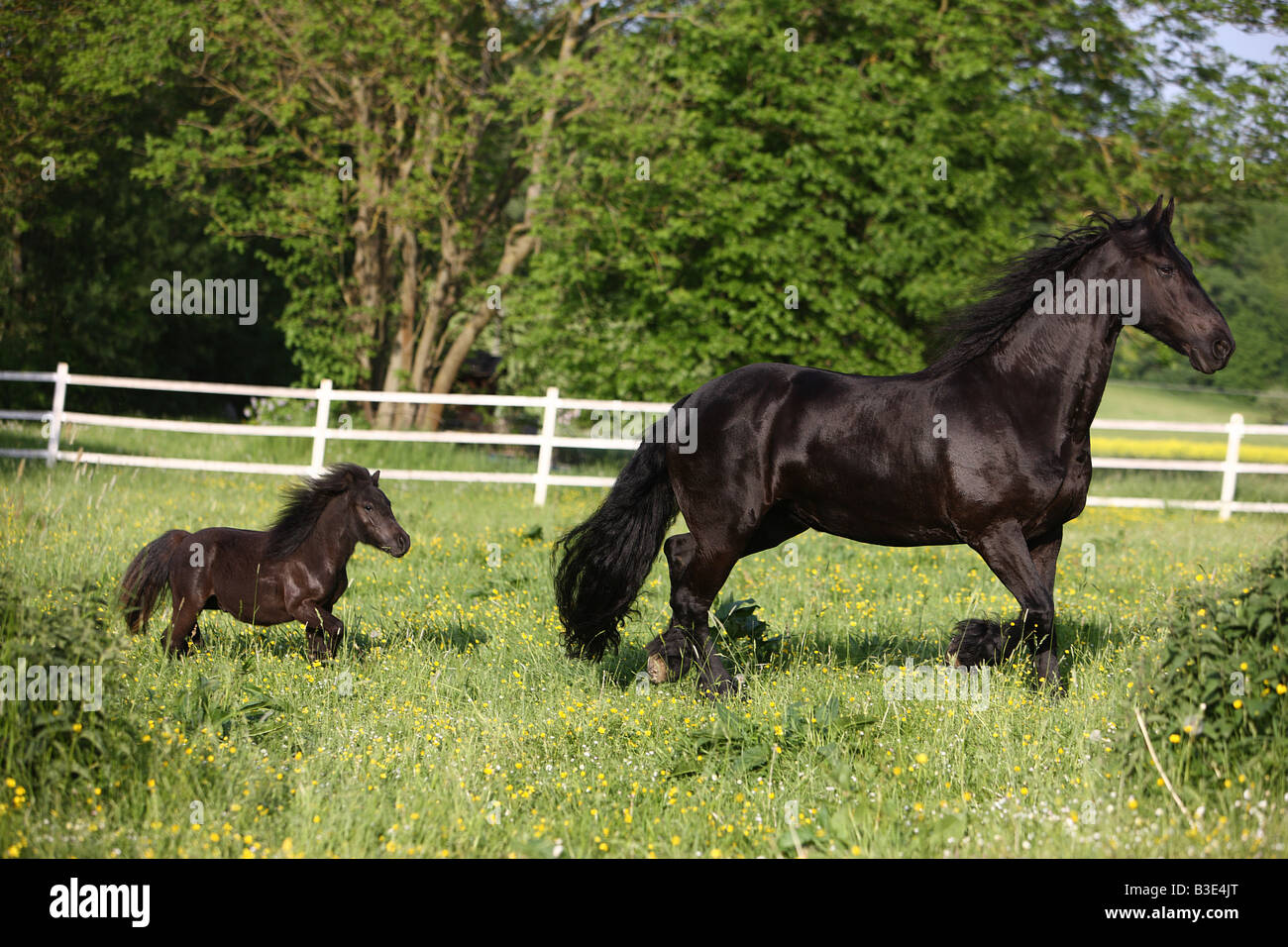friesian horse and shetland pony - walking on meadow Stock Photo - Alamy