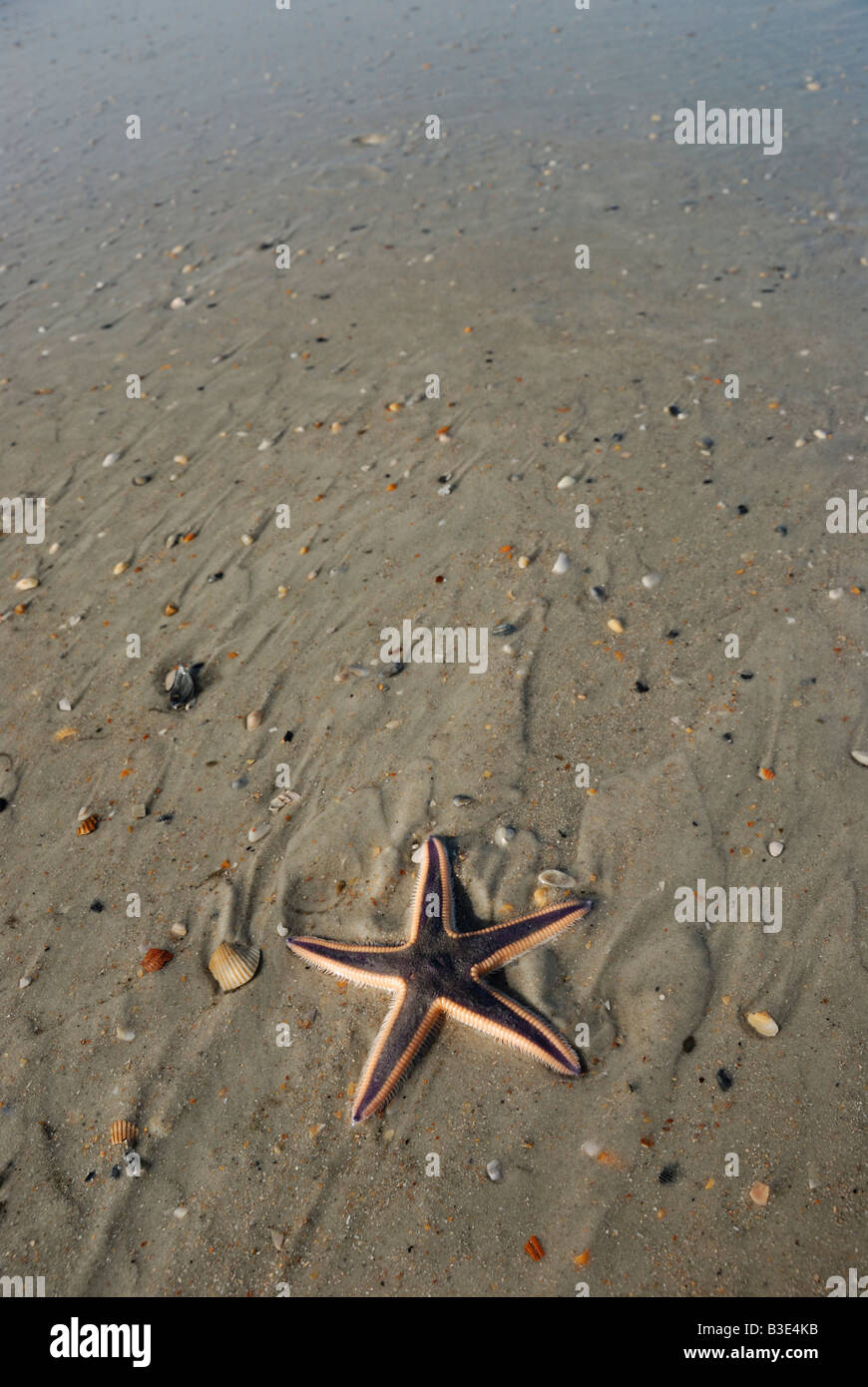 One of about 1 800 known living species of starfish this one washed up ...