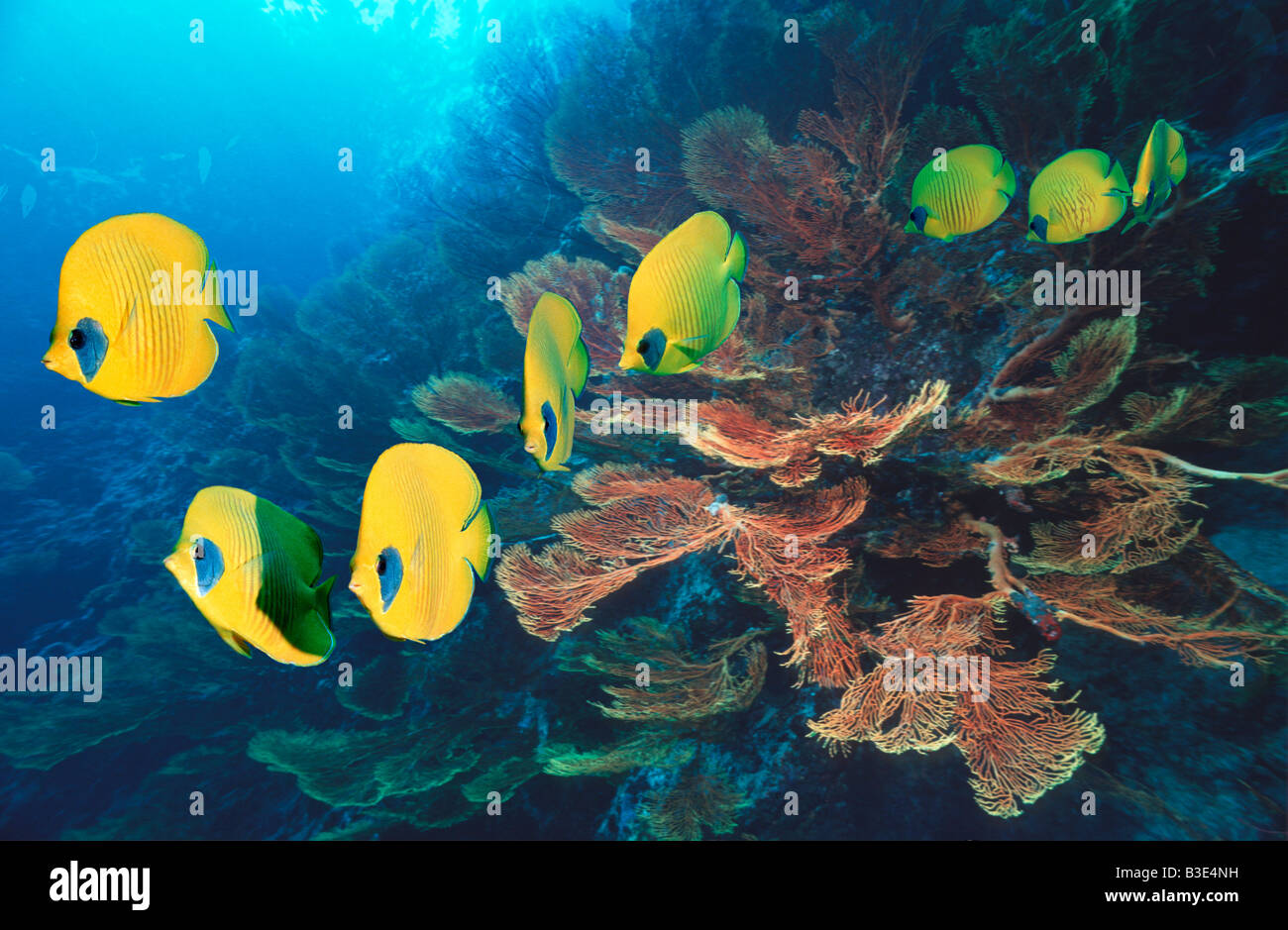 Golden butterflyfish Chaetodon semilarvatus with Seafans or Gorgonians ...