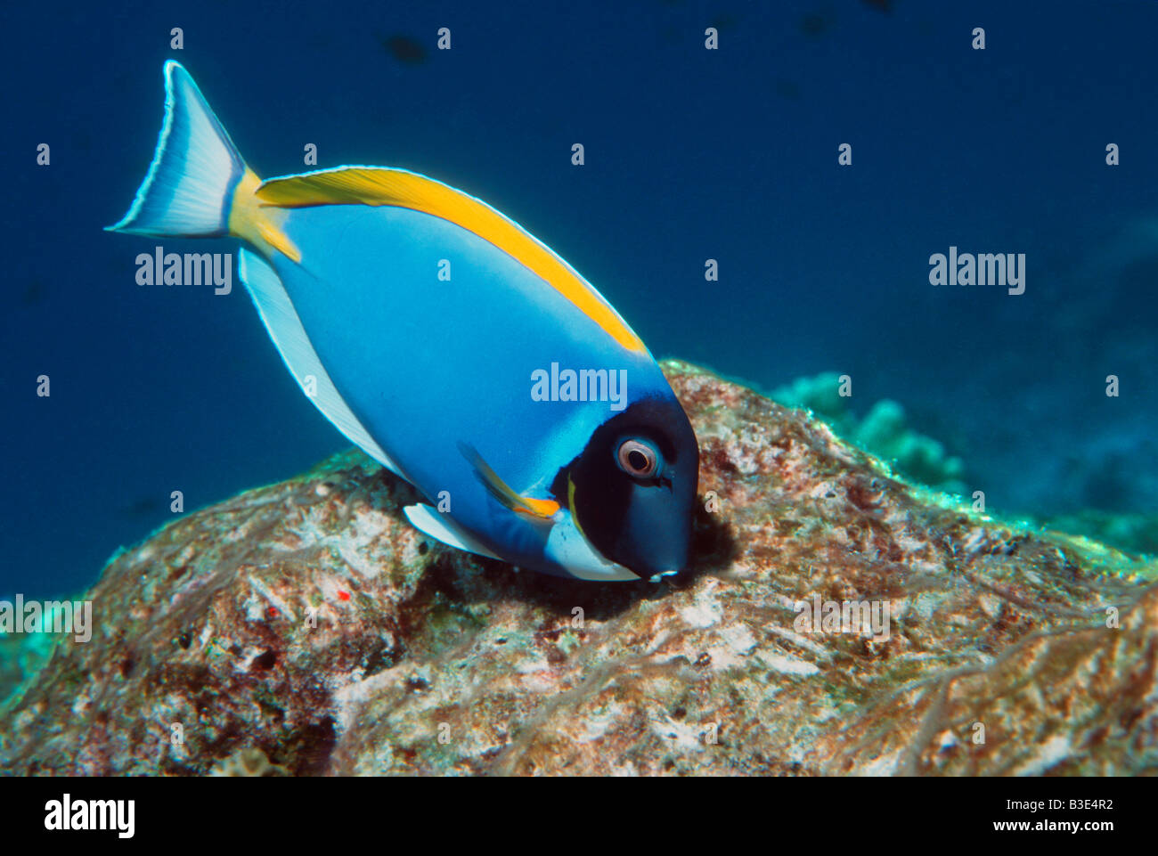 Powder blue surgeonfish Acanthurus leucosternon grazing on algae Stock ...