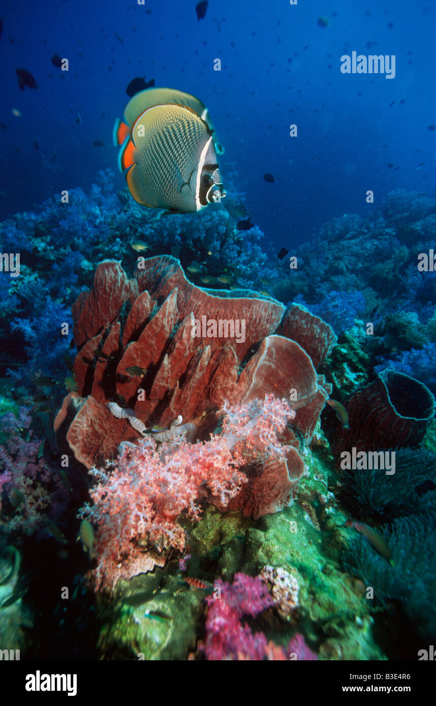 Collared butterflyfishes hi-res stock photography and images - Alamy