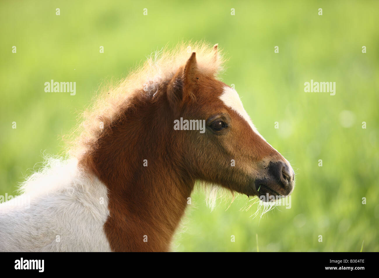 Shetlandpony foal - portrait Stock Photo - Alamy
