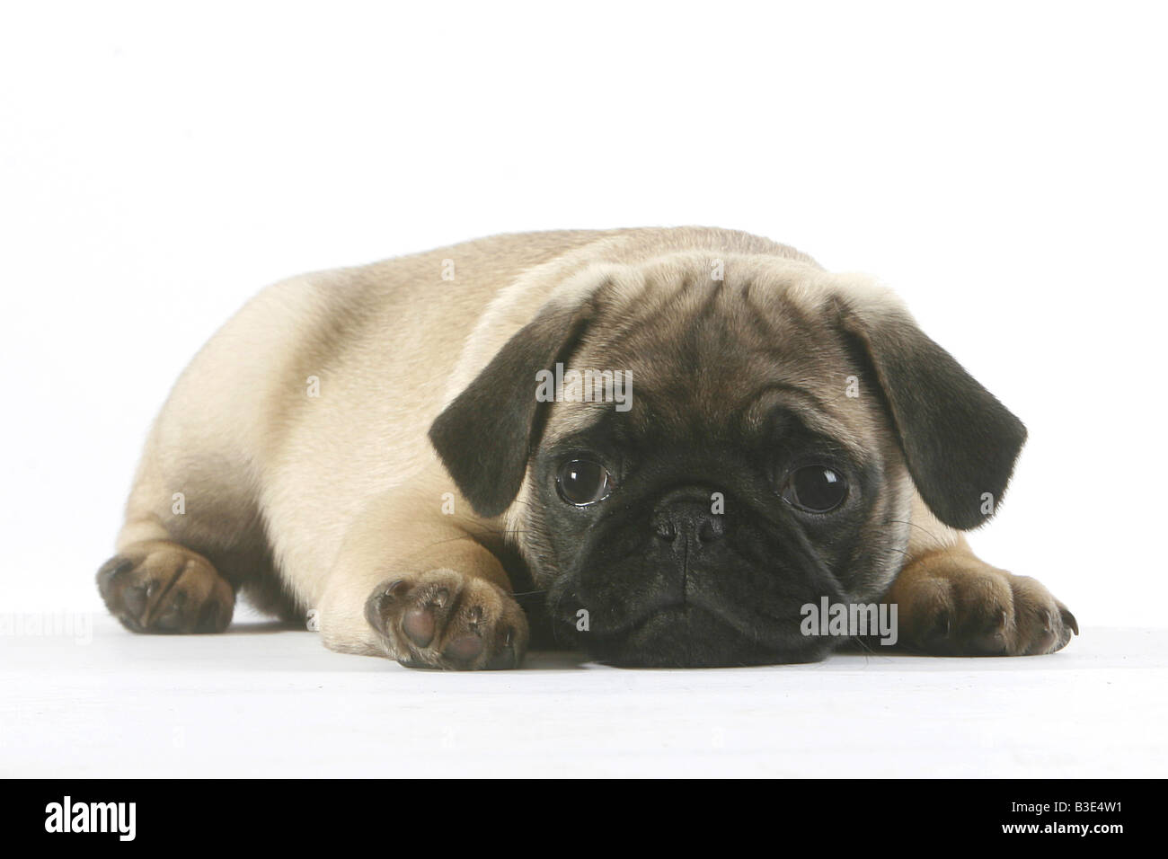 pug - puppy - cut out Stock Photo - Alamy