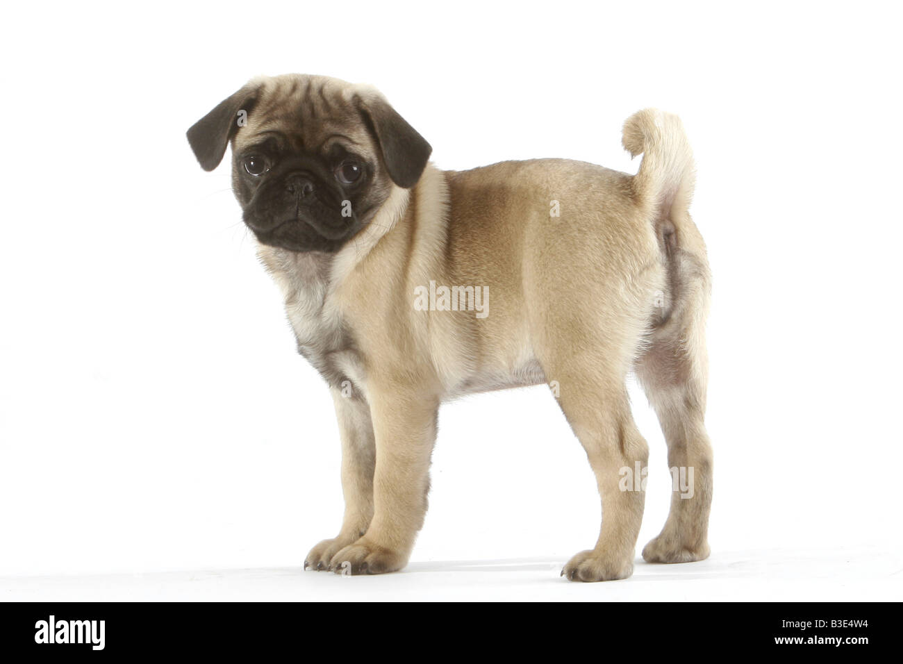 pug - puppy - cut out Stock Photo - Alamy