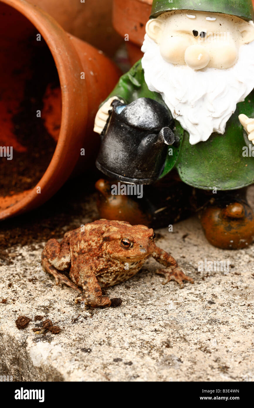Common toad Bufo bufo Midlands Summer Stock Photo - Alamy