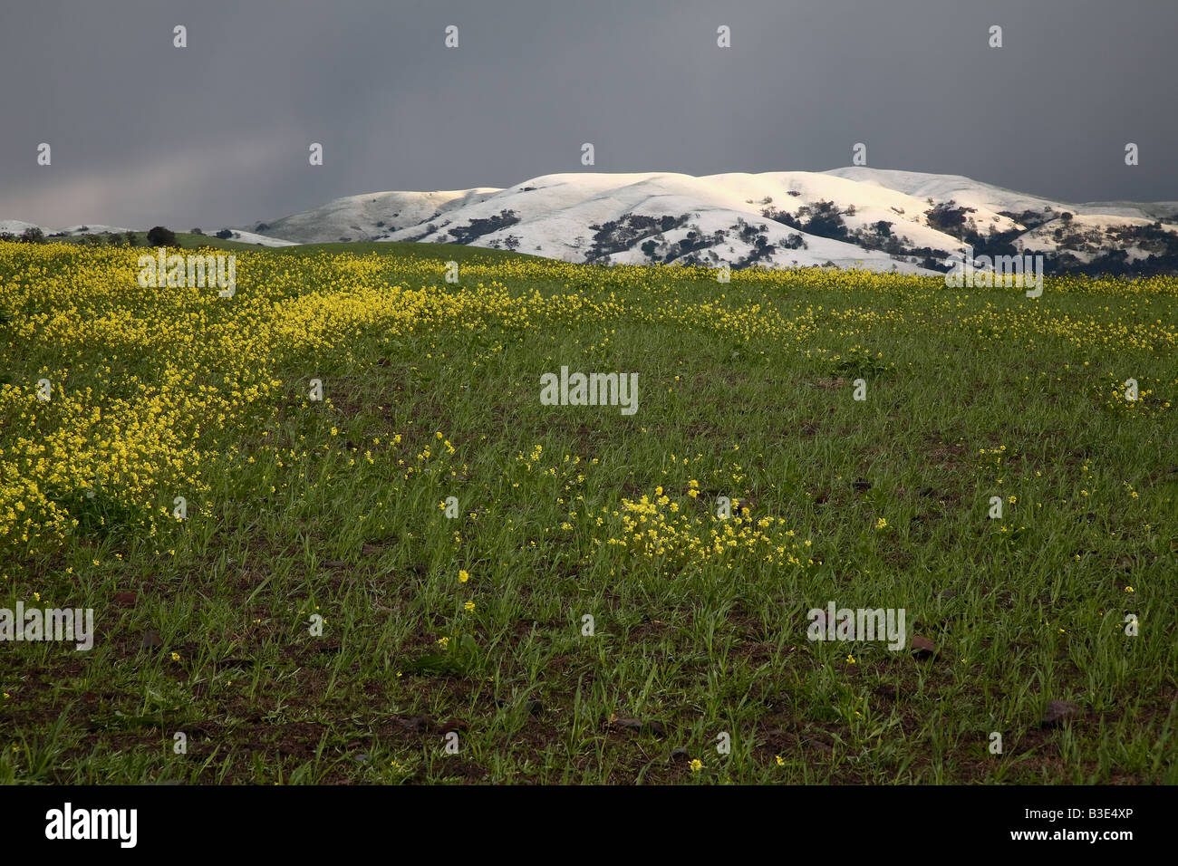 Green field snow on mountain hi-res stock photography and images - Alamy