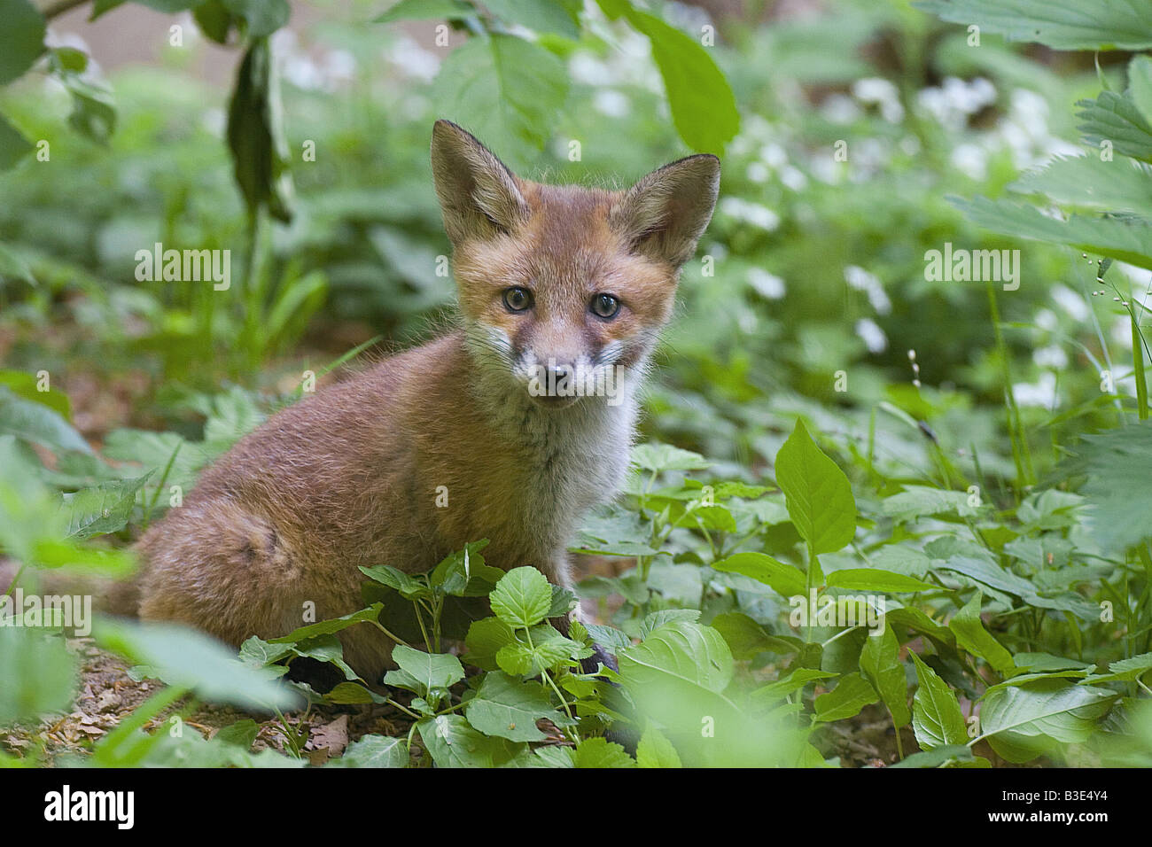 young red fox / Vulpes vulpes Stock Photo - Alamy