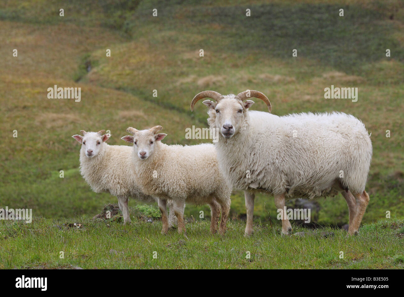 Icelandic sheep with cubs Stock Photo - Alamy