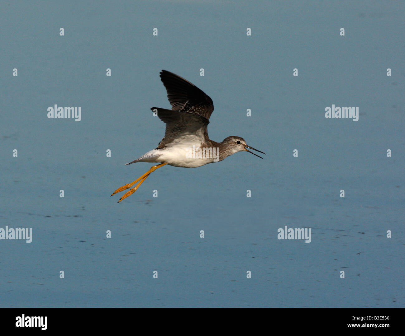 Lesser yellowlegs Tringa flavipes New York USA flight Stock Photo - Alamy