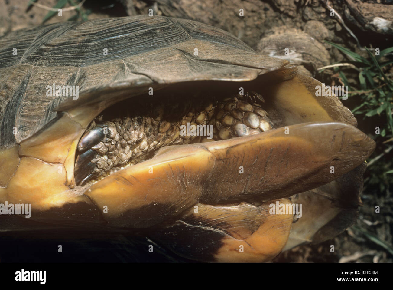 Tortoise gular hi-res stock photography and images - Alamy