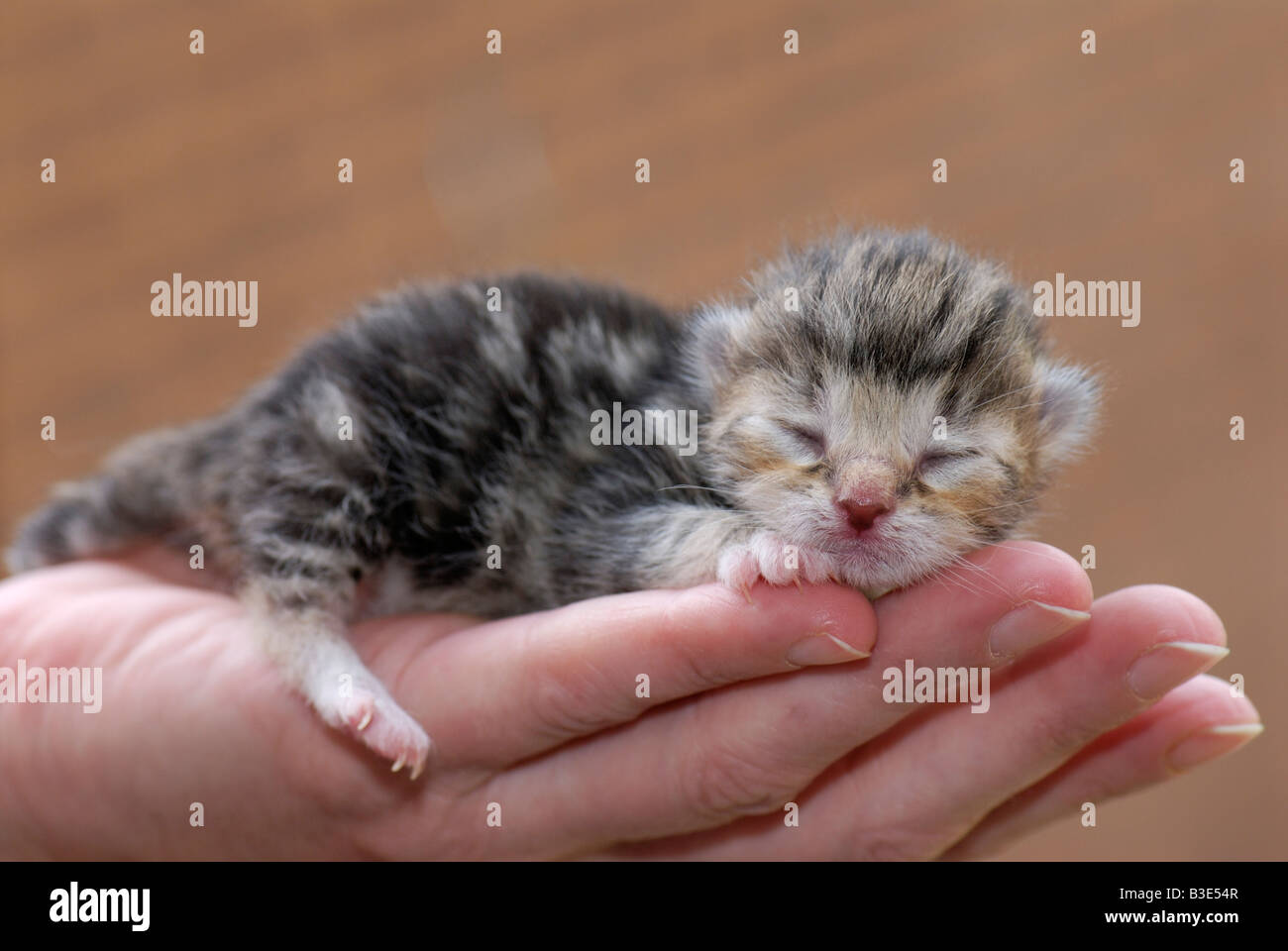 one day old kitten on a hand, Germany Stock Photo - Alamy
