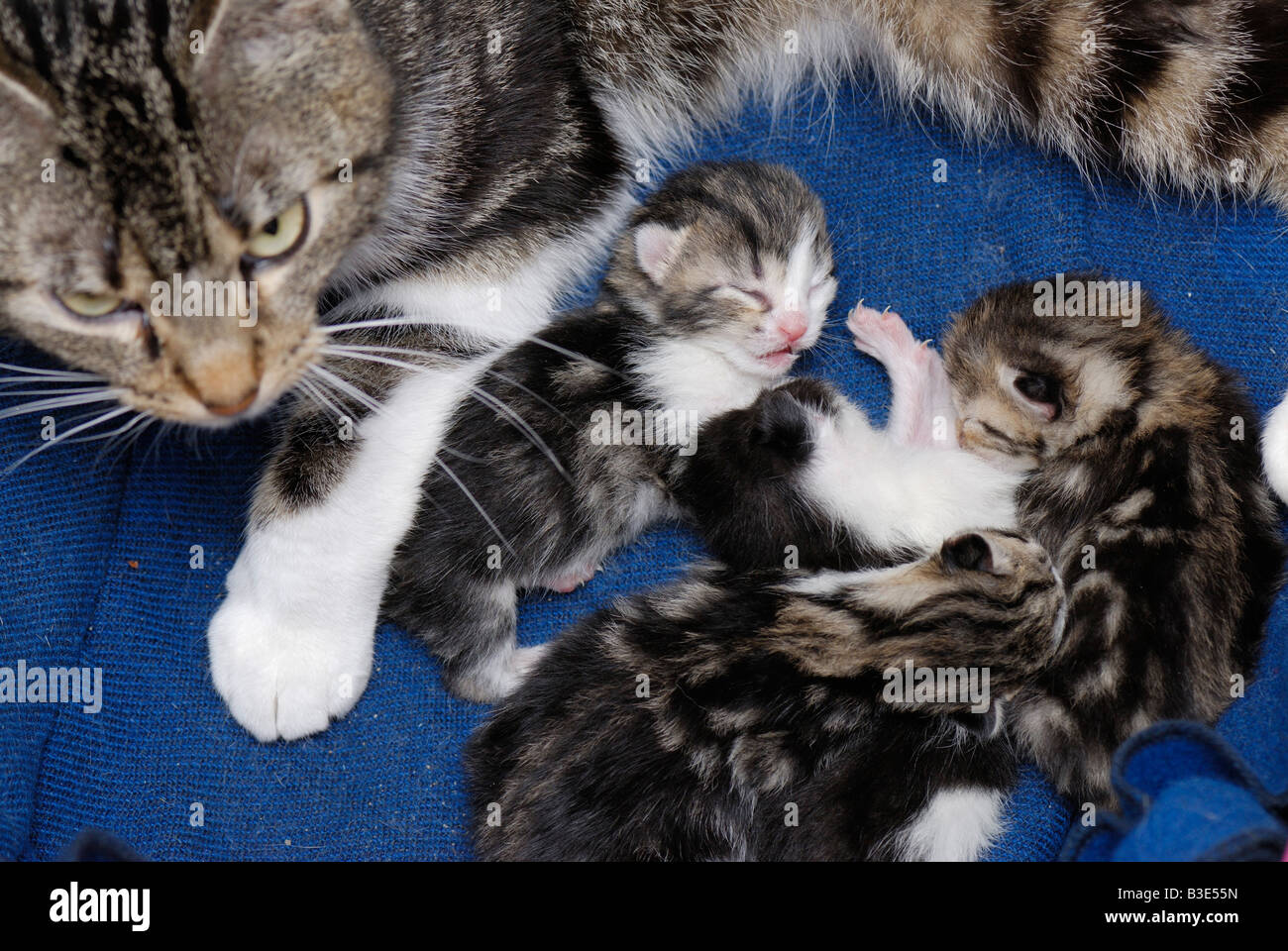 one day old kitten with mother, Germany Stock Photo - Alamy