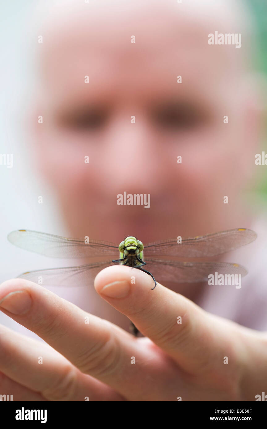 Man with Southern Hawker Dragonfly resting on his hand Stock Photo - Alamy