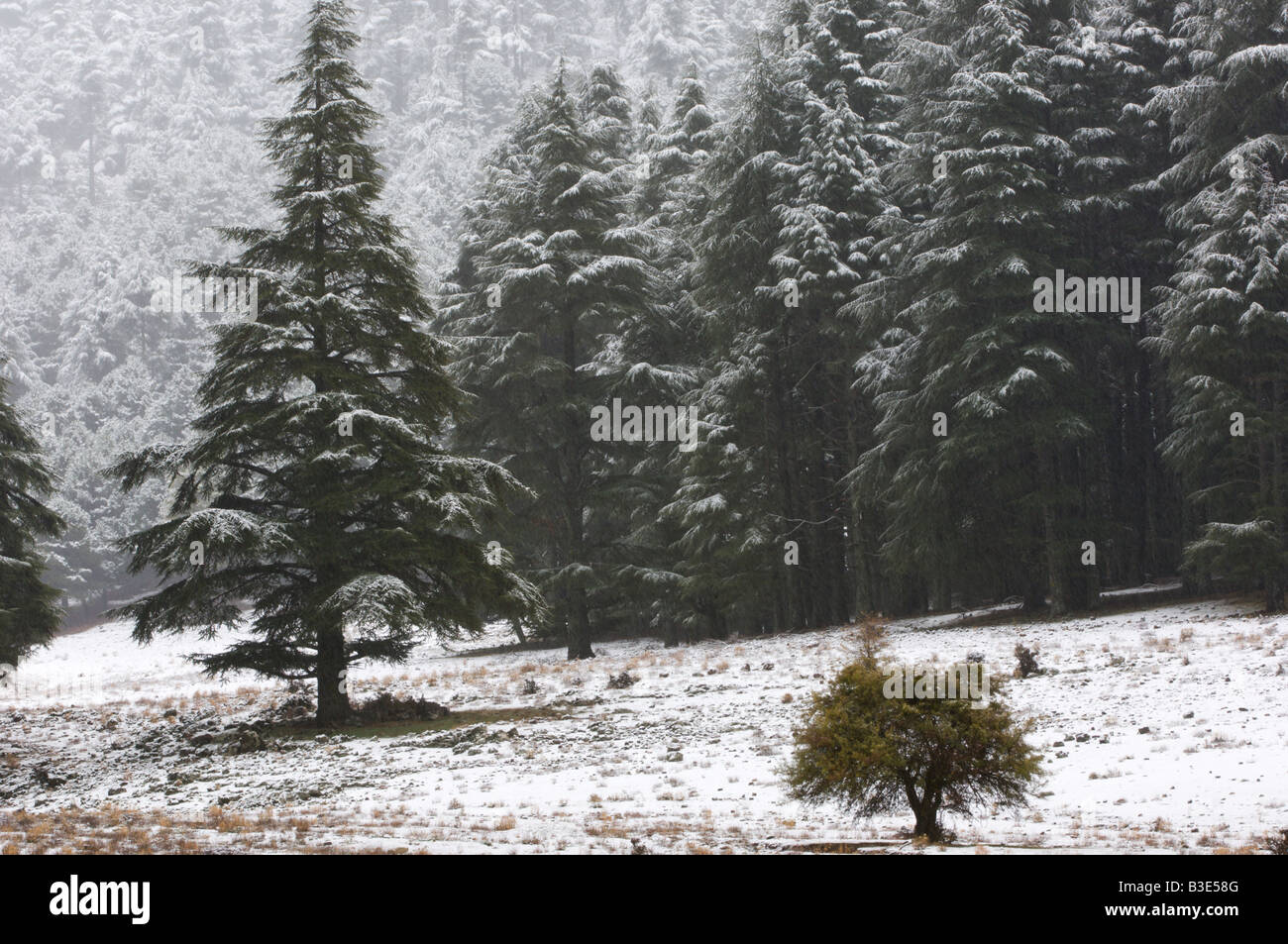 Snow in the Cedar forest in the middle Atlas range region, Ifrane ...