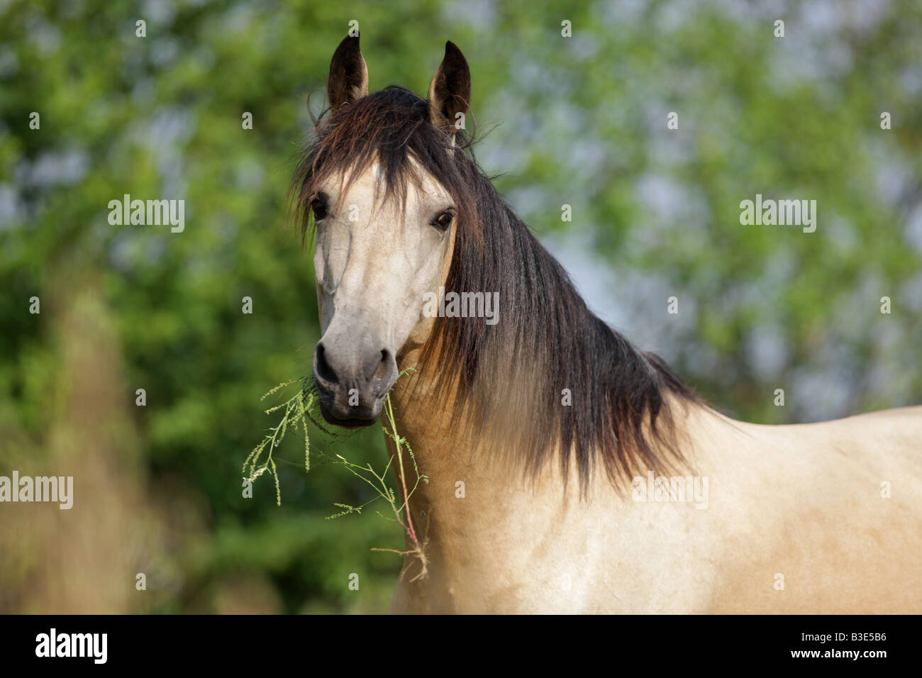 Arab-Barb - portrait Stock Photo - Alamy