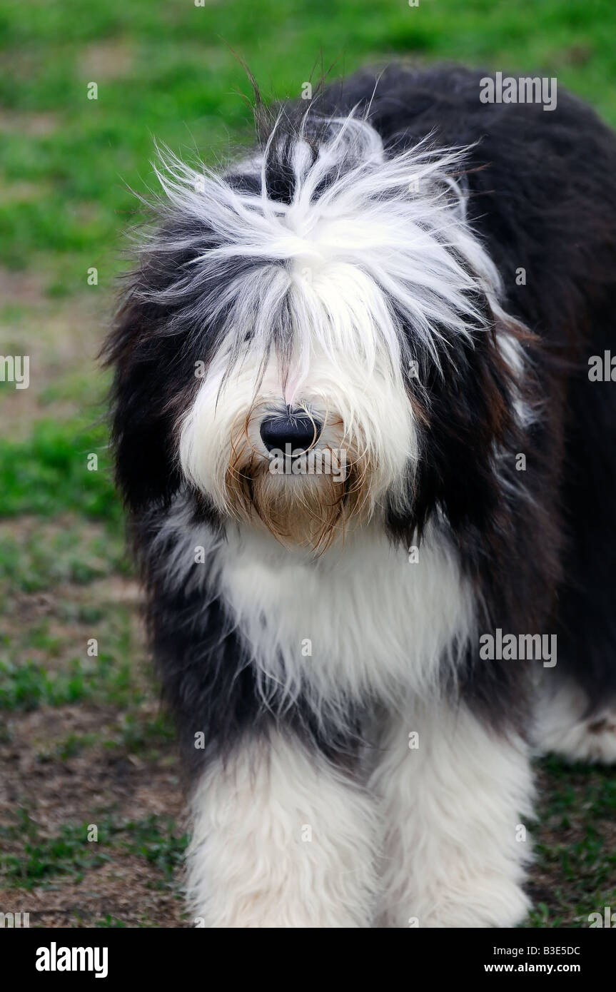 beautiful old english sheepdog posing at a dog show Stock Photo - Alamy