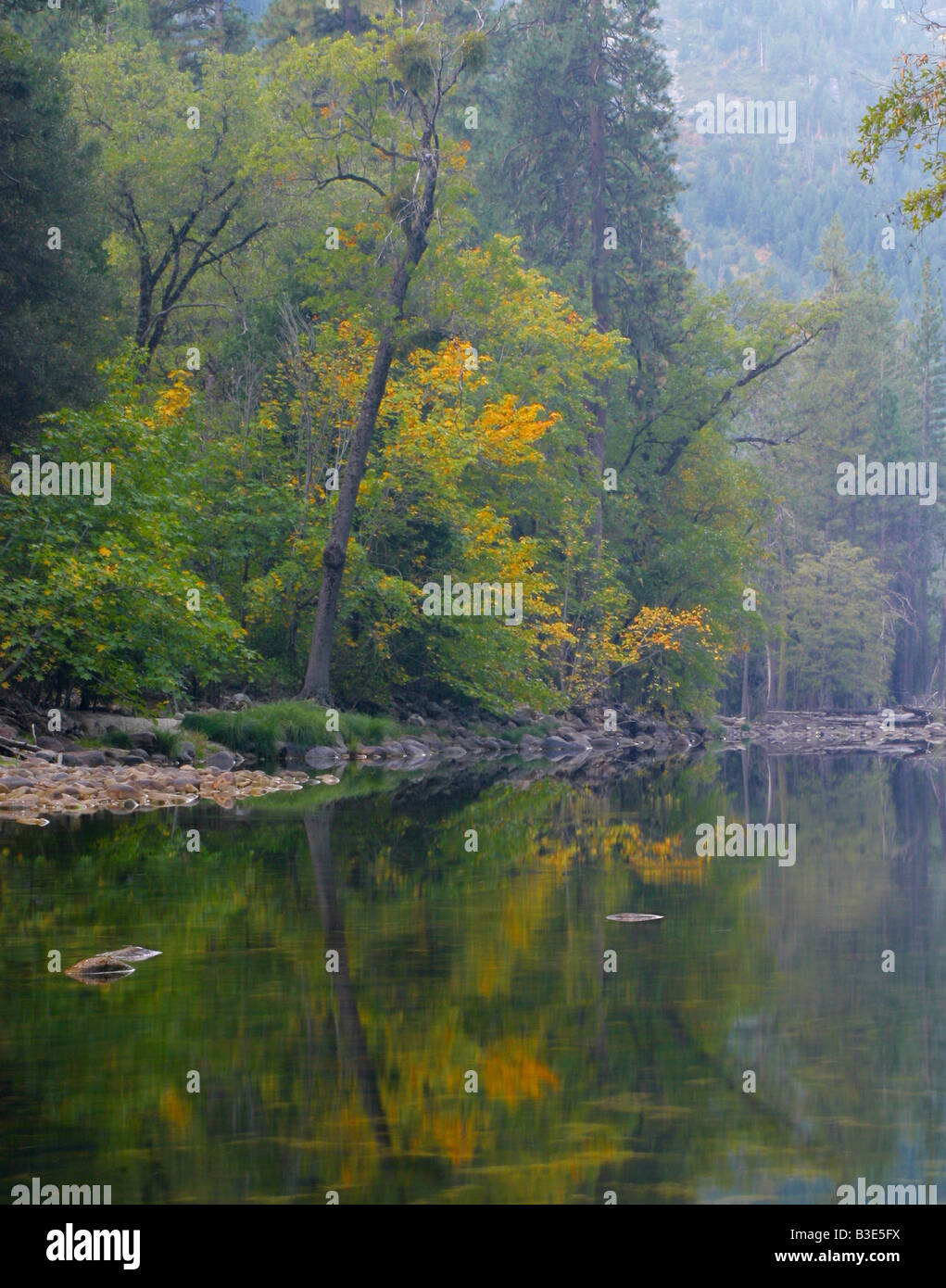 The Merced River in Yosemite reflect the green forest and its hint of ...