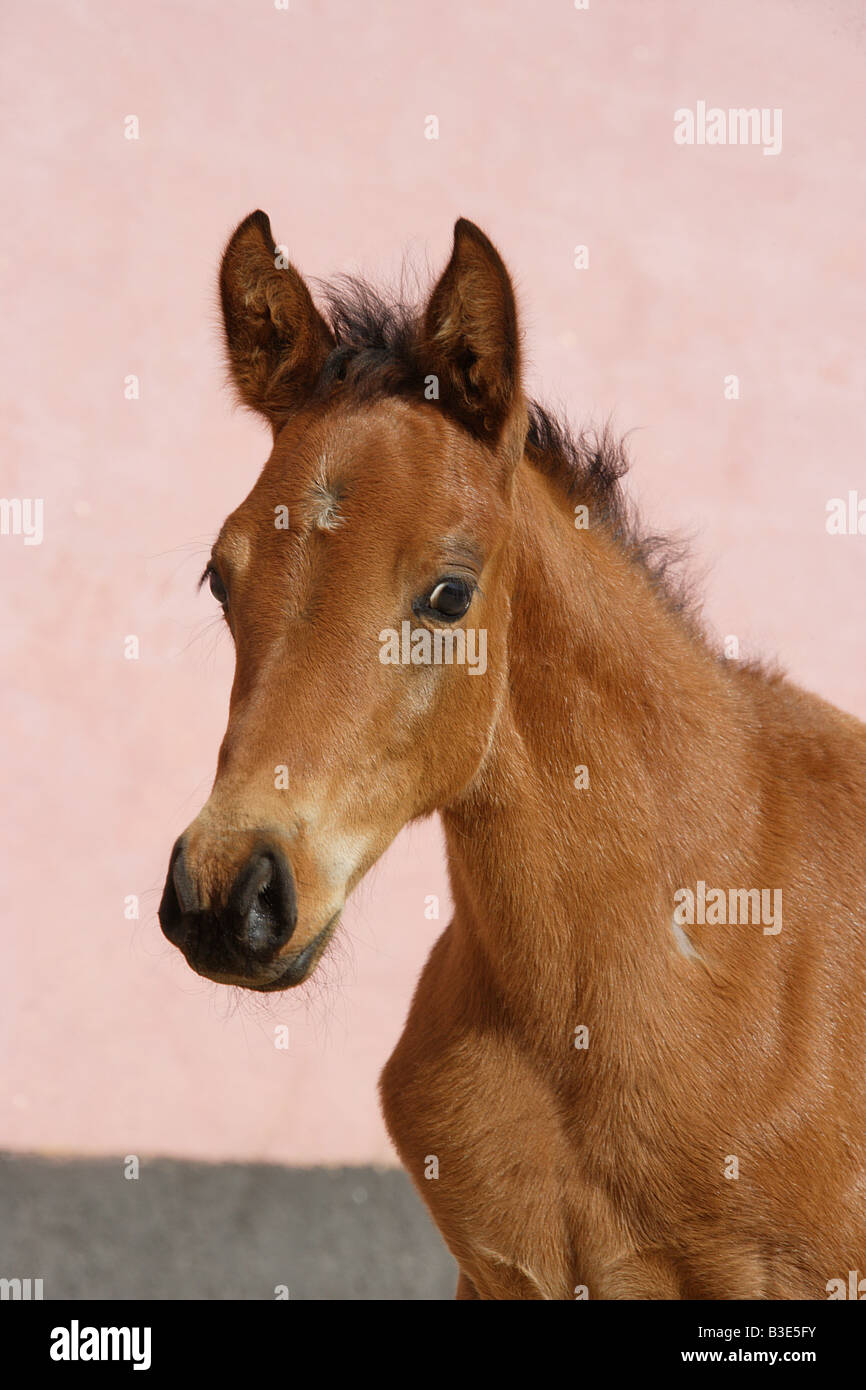 arabian horse foal - portrait Stock Photo - Alamy