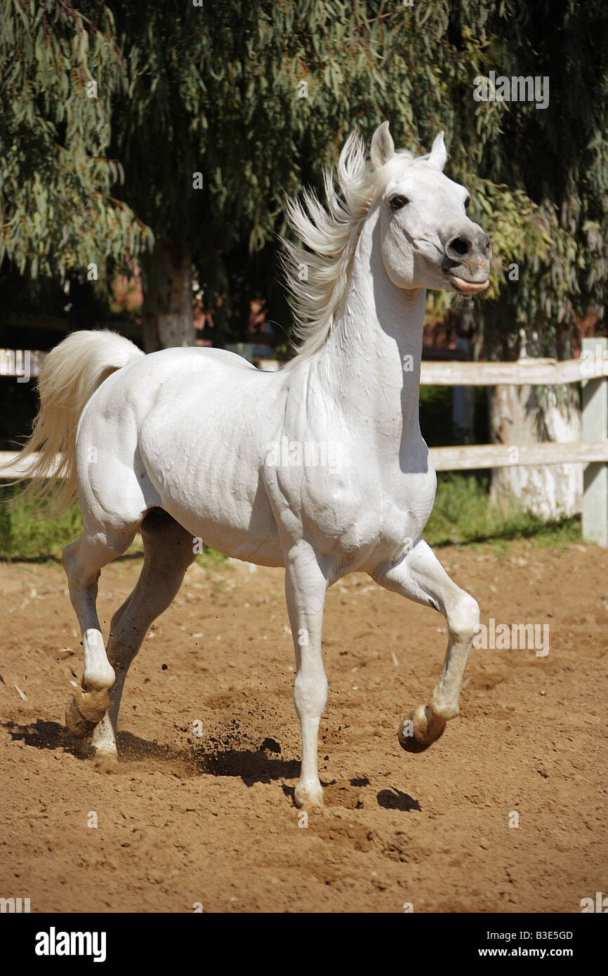 arabian horse - trotting on sand Stock Photo - Alamy